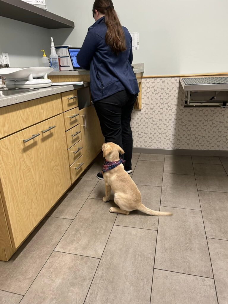 Love Unleashed | Sycamore Veterinary Hospital in Midlothian, VA